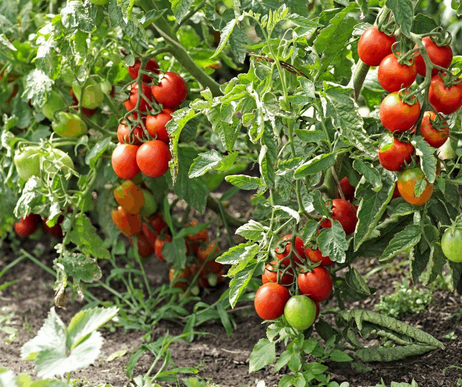 Savory Bacon Tomato Cobbler - An Alli Event